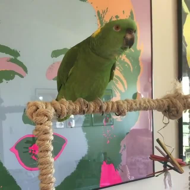 Grumpy Parrot Shouts | Jukin Licensing