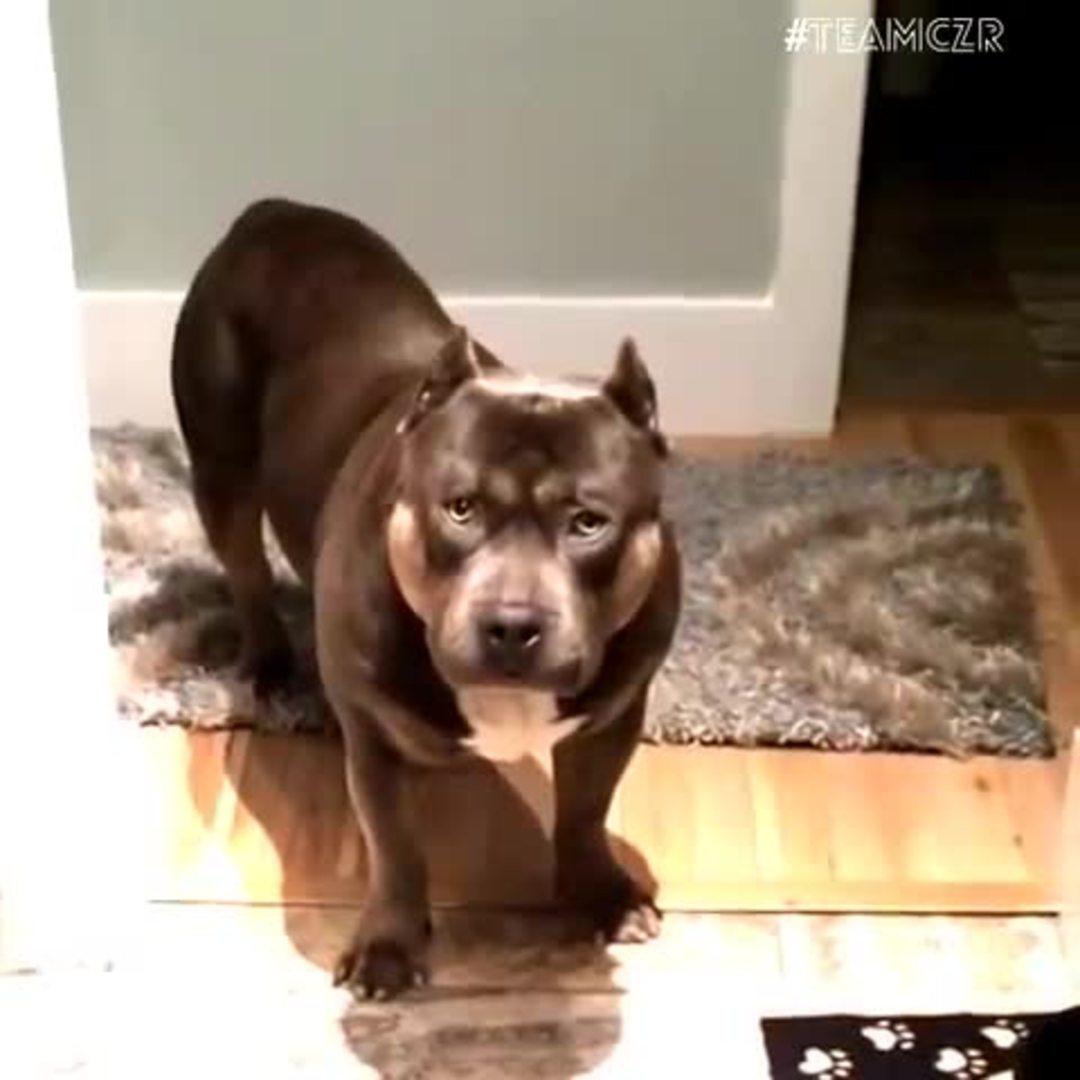 Pit Bull Dog Goes Crazy for Bubbles | Jukin Media Inc