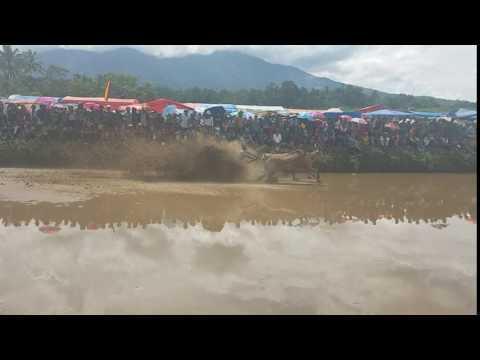 Man Races through the Mud with Cows | Jukin Licensing