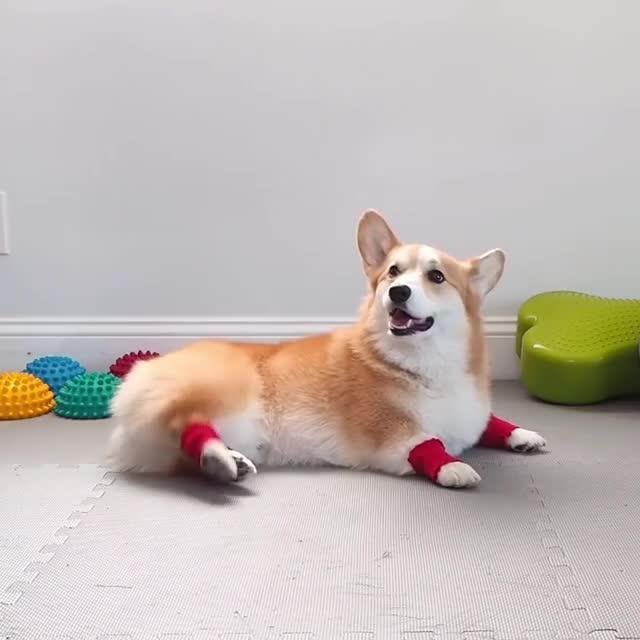 Guy Does Lunges with Corgi | Jukin Media Inc