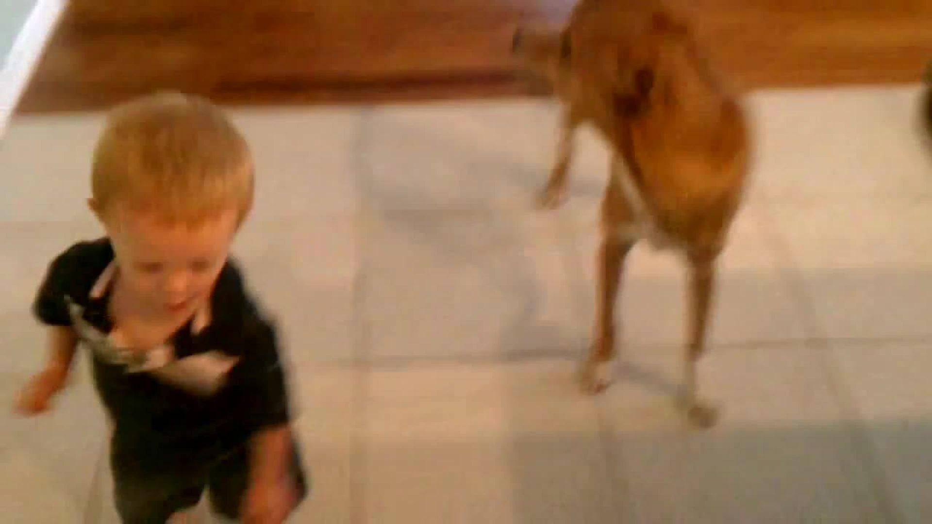 Big Dog Knocks Down Little Baby | Jukin Licensing