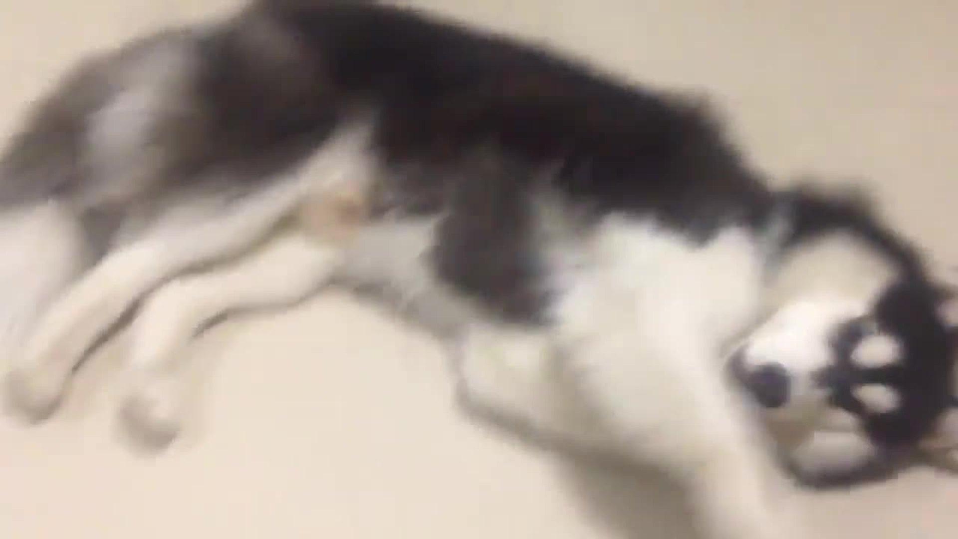 Husky Plays Dead | Jukin Licensing