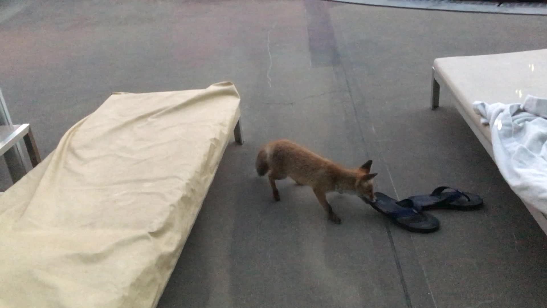 Fox Steals Flip Flop | Jukin Licensing