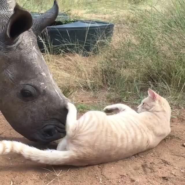 Baby Rhino Meets Cat | Jukin Media Inc