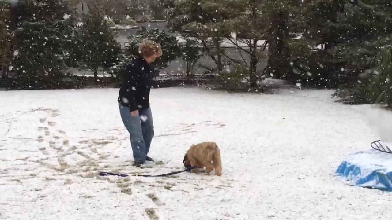 Woman Falls after Accidentally Tripping over Dog | Jukin Licensing