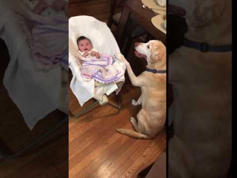 Dog Rocks Baby in Bassinet | Jukin Licensing