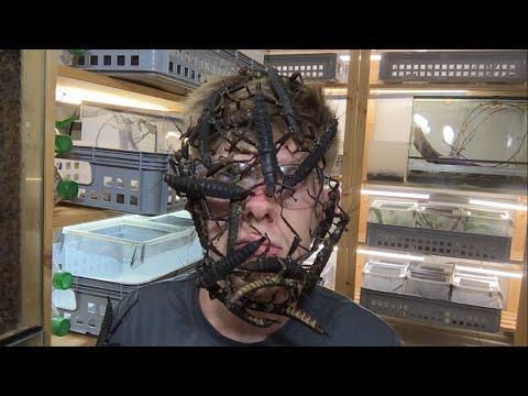 Guy Puts Giant Stick Bugs on Face | Jukin Licensing