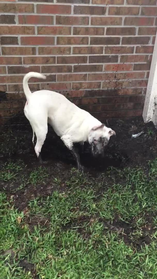 Dog Gets Dirty Digging in Mud | Jukin Licensing