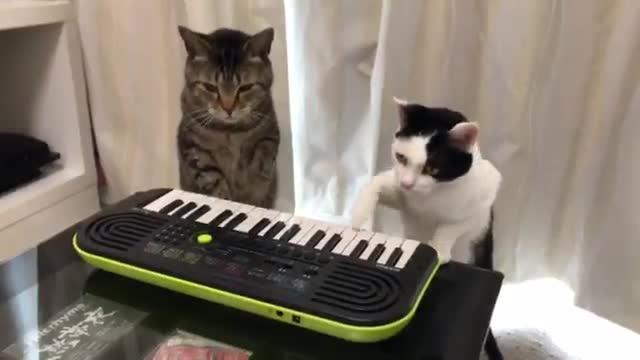 Cats Play Duet on Keyboard | Jukin Licensing