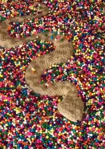 Snake Buries Itself in Rainbow Sprinkles | Jukin Licensing