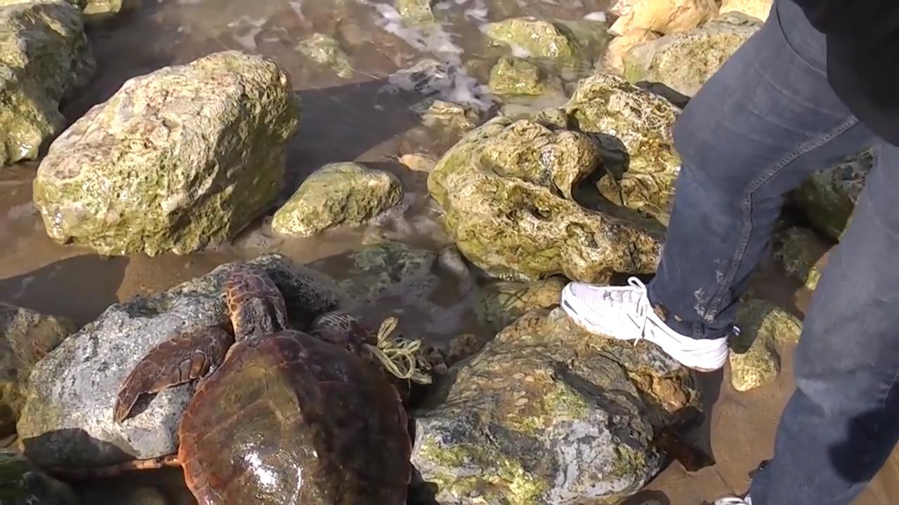 Two Guys Save Turtle Wrapped in Plastic | Jukin Licensing