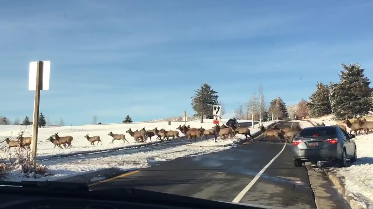 Herd of Elk Stampede Through Snow | Jukin Licensing