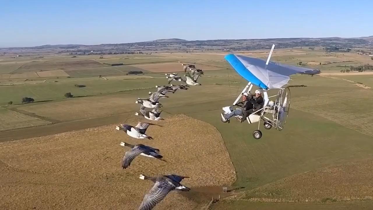 People Uses Ultralight Aircraft to Teach Birds New Migration Routes ...