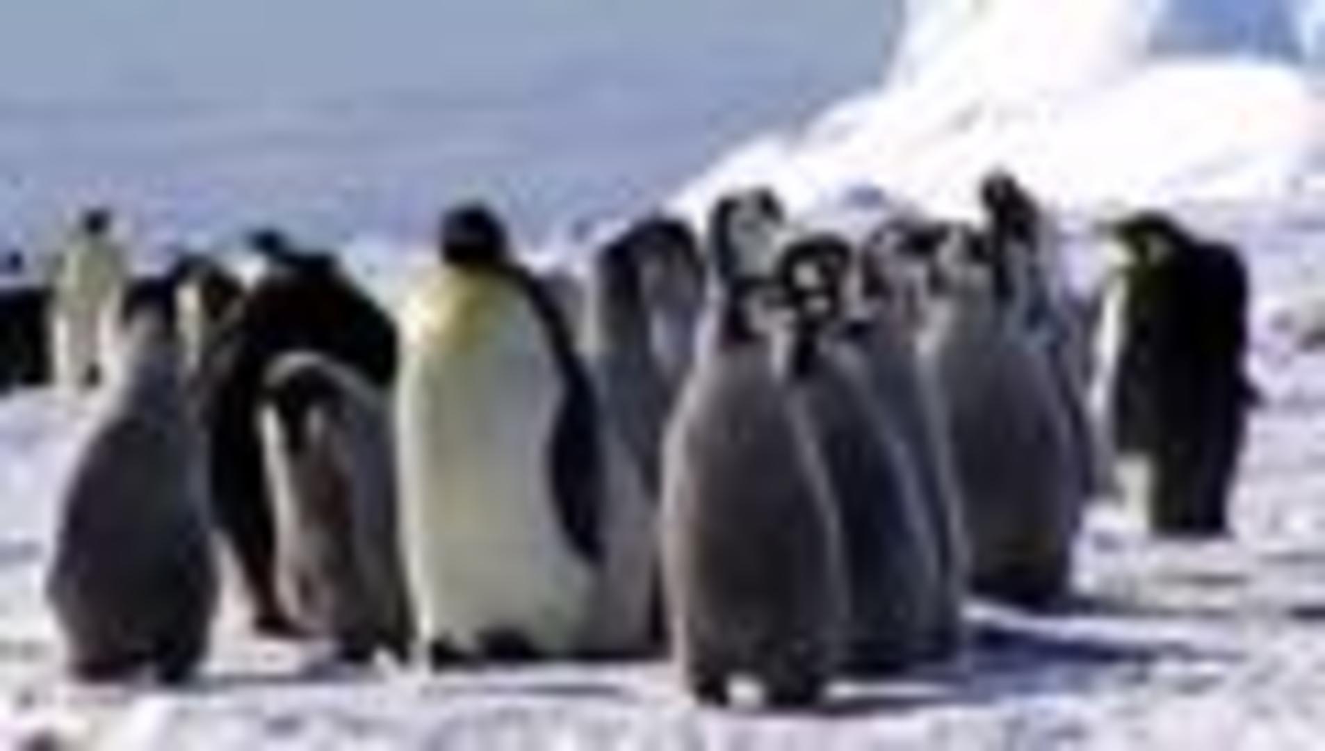 Penguins Chilling in Antarctica | Jukin Licensing