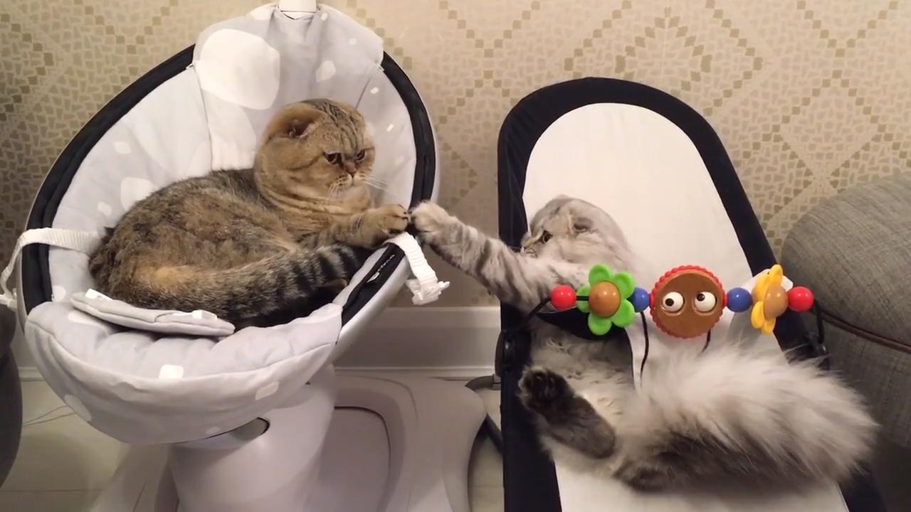 Cats Relax in Baby Rockers | Jukin Licensing