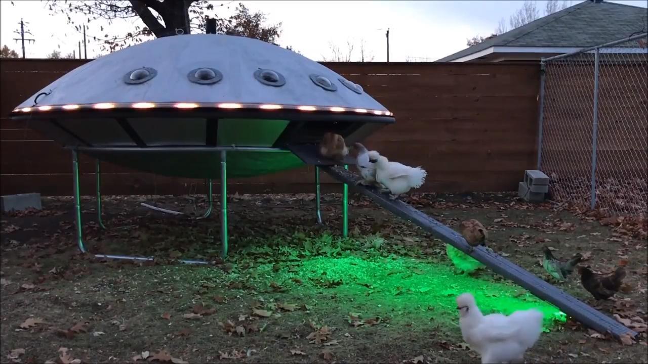 Chickens Walk Into Spaceship Coop | Jukin Media Inc