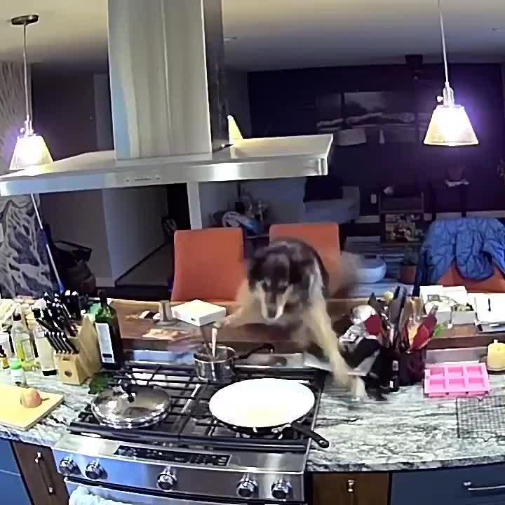 Waiter Falls in Kitchen | Jukin Media Inc