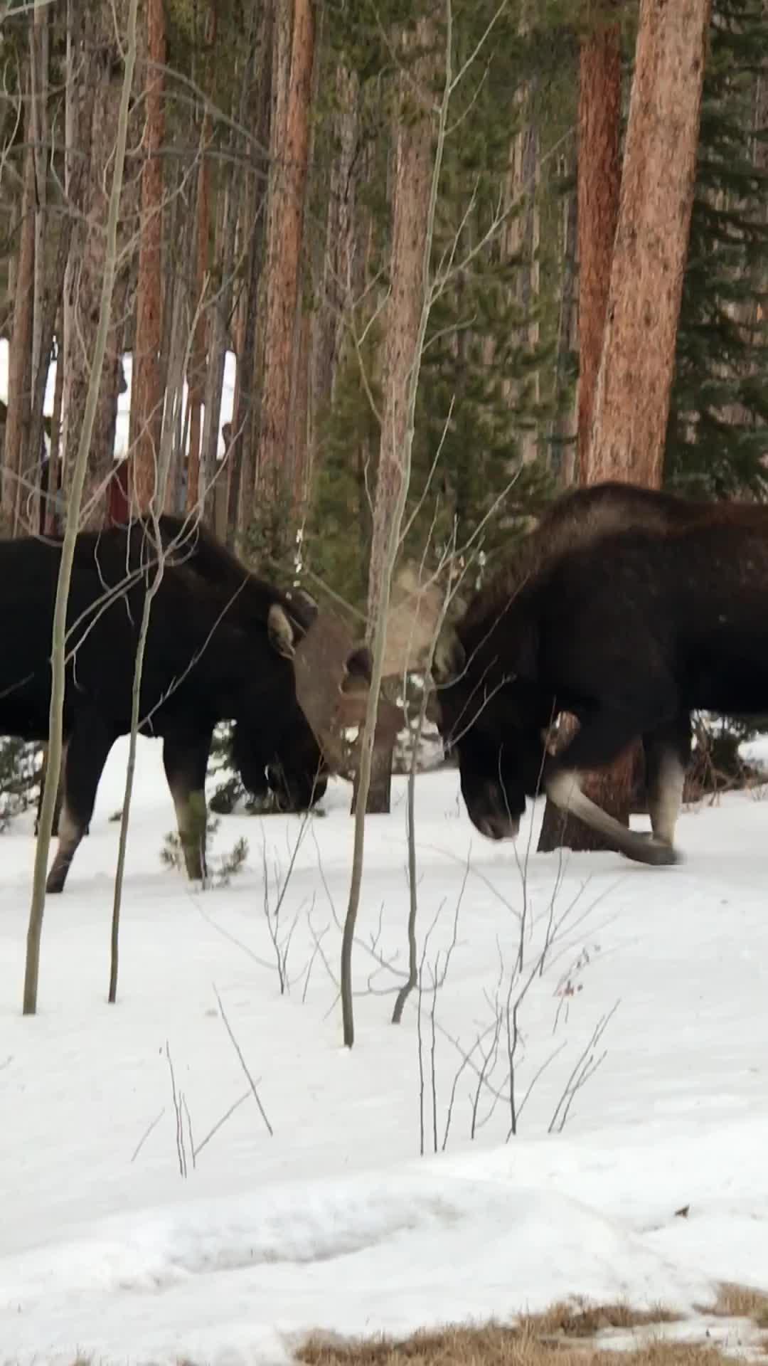 Moose Fights Off Wolf in Lake | Jukin Media Inc