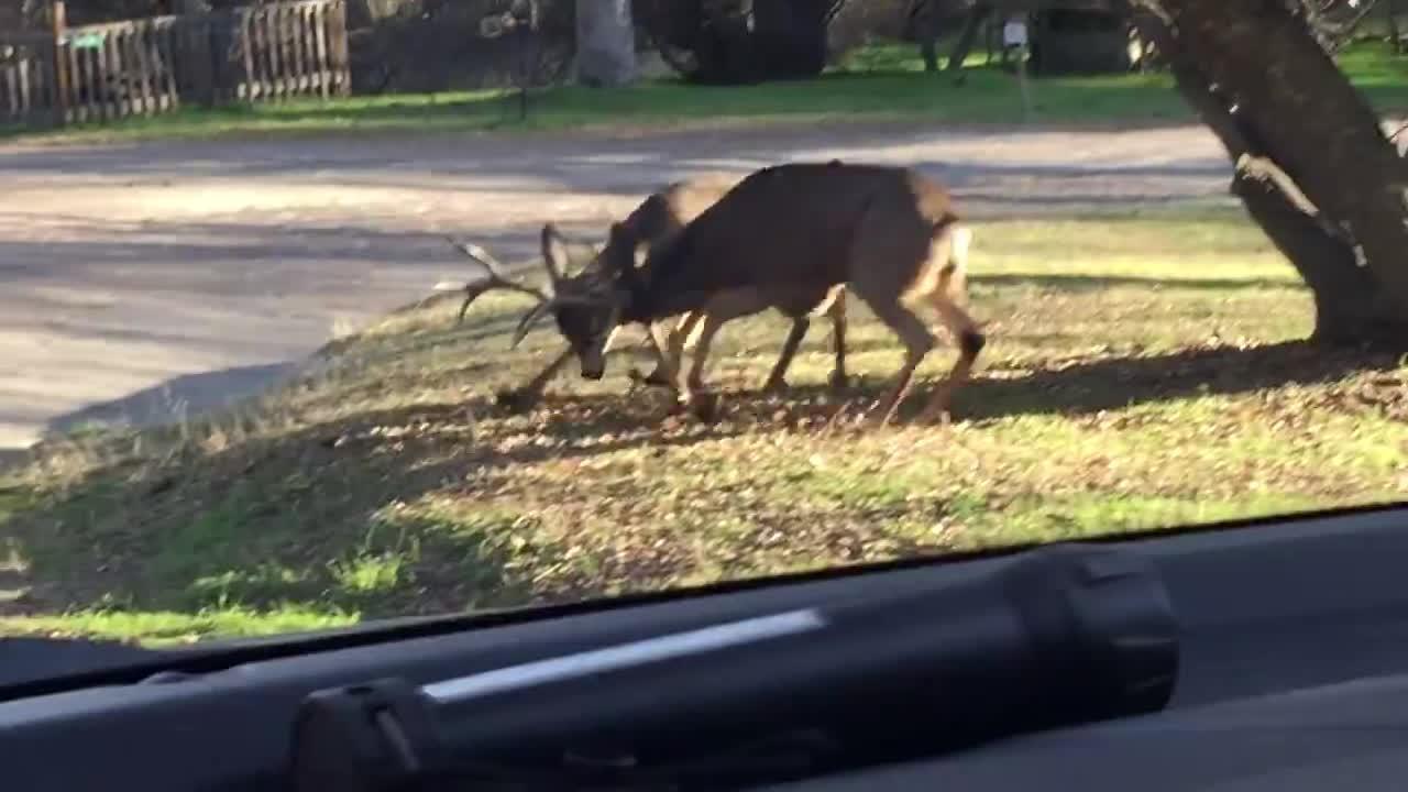 Ram vs. Deer | Jukin Media Inc