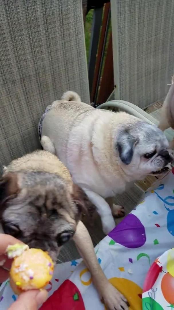 Pugs Celebrate Birthday with Cupcakes | Jukin Licensing
