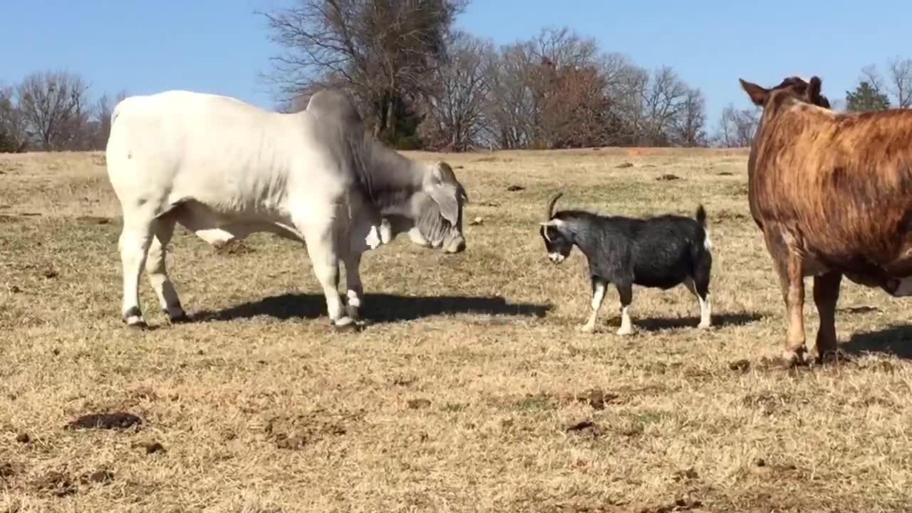 Small Goat Fights Big Bull | Jukin Licensing