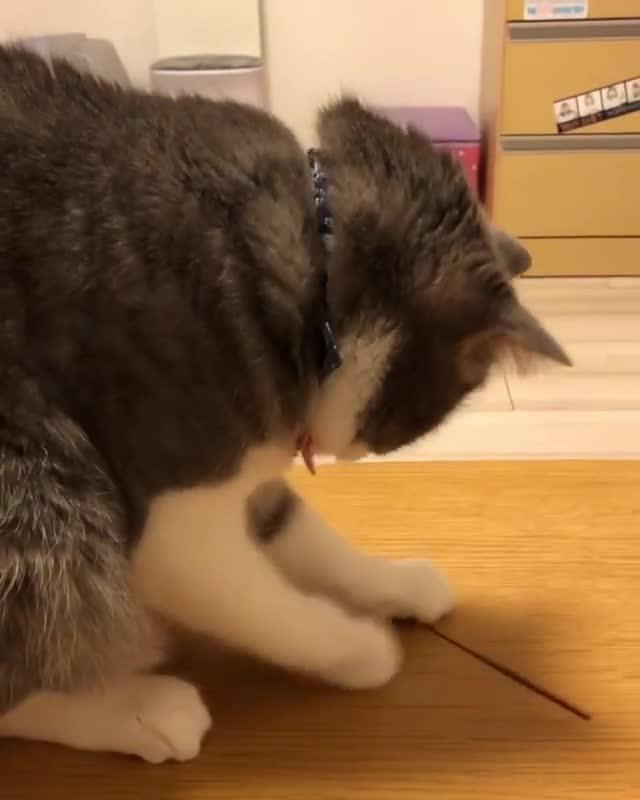 Cat Reaches to be Picked Up | Jukin Media Inc