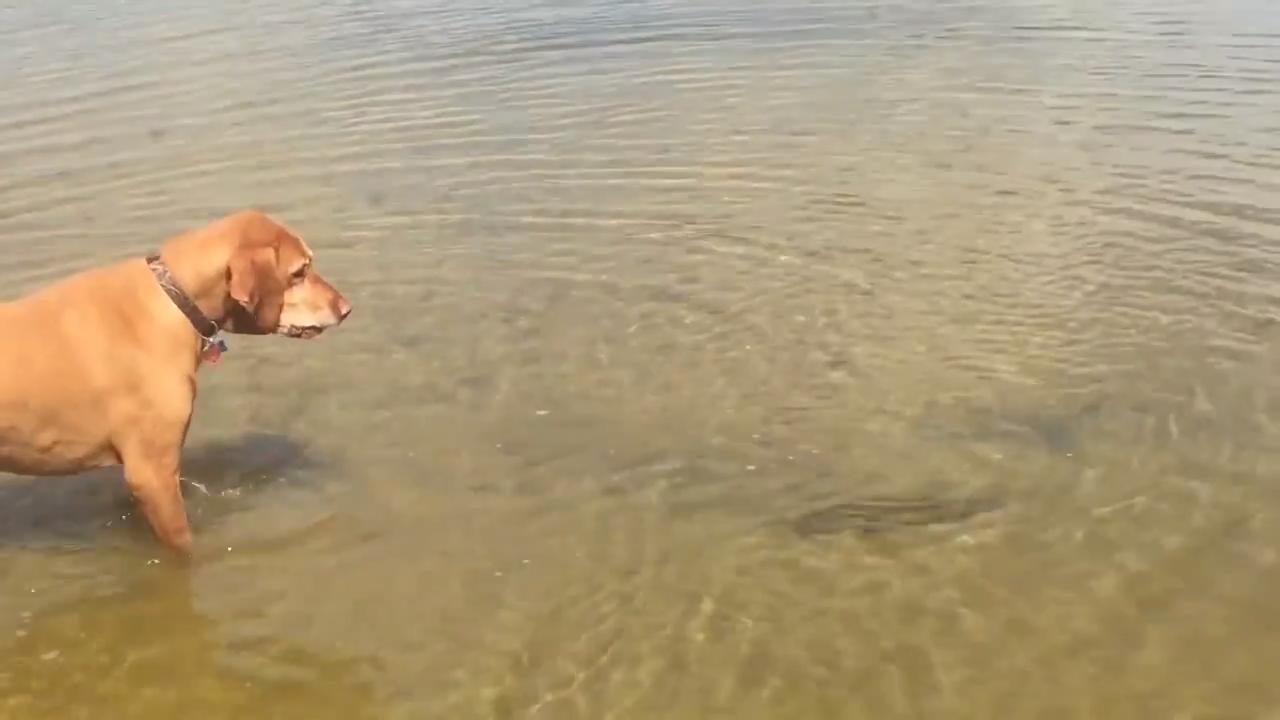 Dog Wants to Go Fishing with Owners | Jukin Media Inc