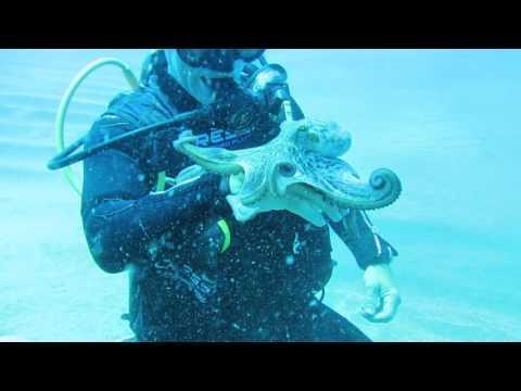 Scuba Diver Plays With Octopus | Jukin Licensing