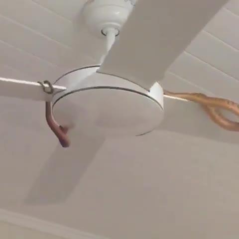 Snake Spins on Ceiling Fan | Jukin Licensing