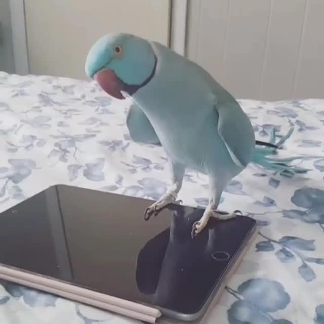 Parakeet Dances With Reflection on Tablet | Jukin Licensing