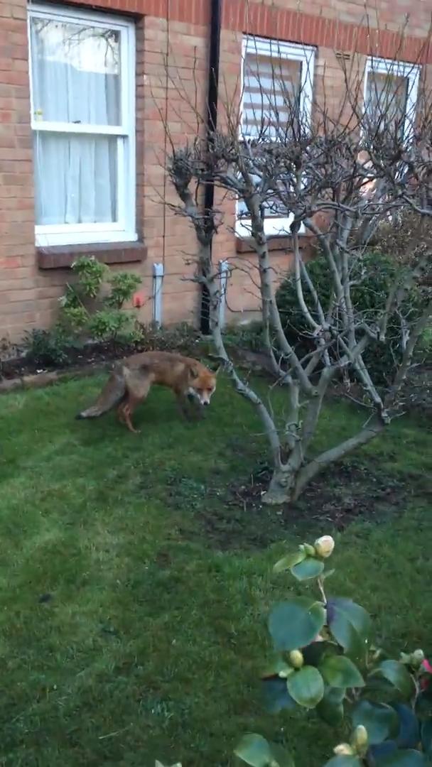 Fox Steals and Hides Guy's Wallet | Jukin Licensing