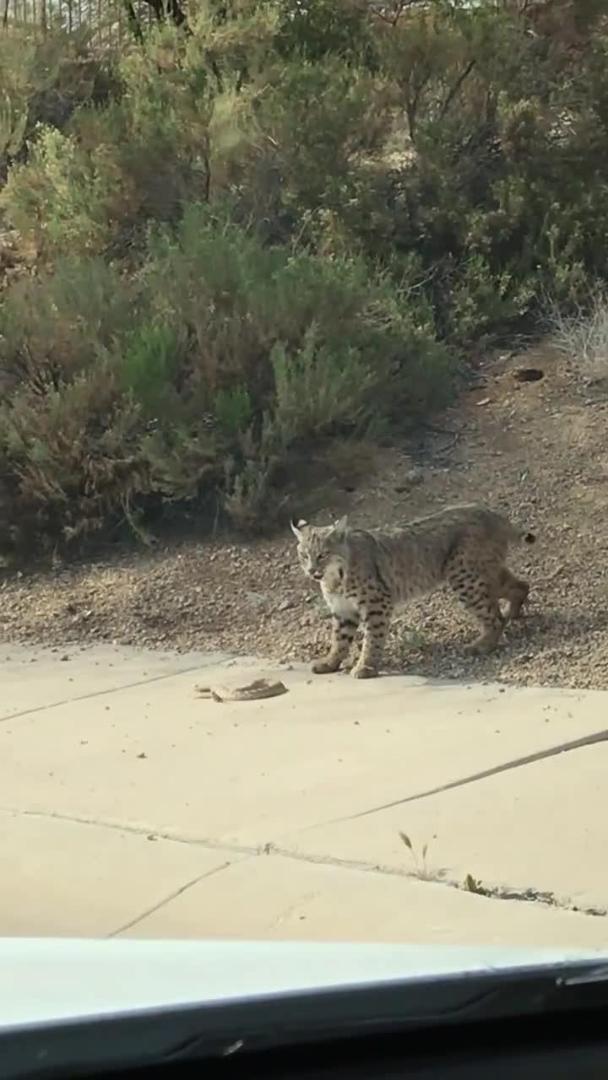 Bobcat Battles Rattlesnake on Side of Road | Jukin Licensing