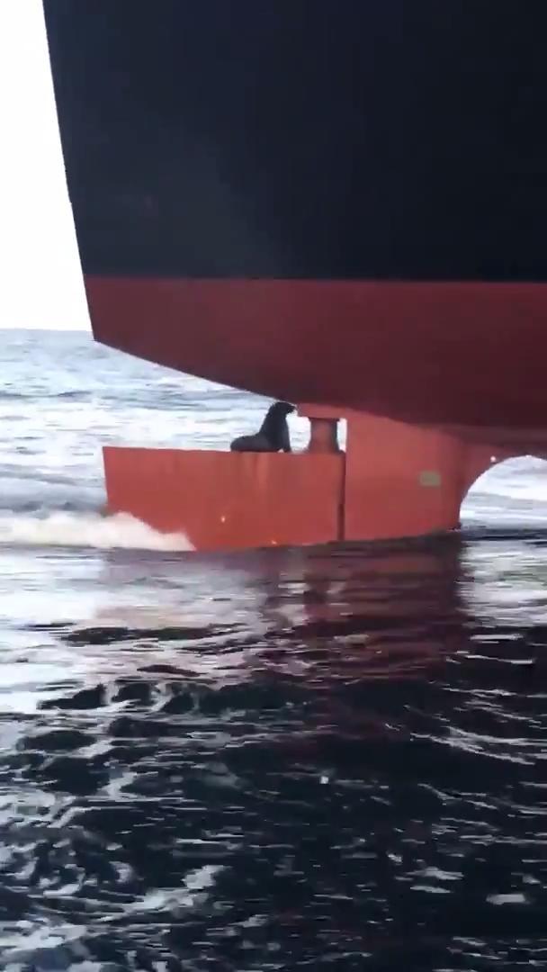 Three Seals Hitch a Ride on Ship's Rudder | Jukin Media Inc