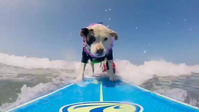 Dogs Go Surfing | Jukin Licensing