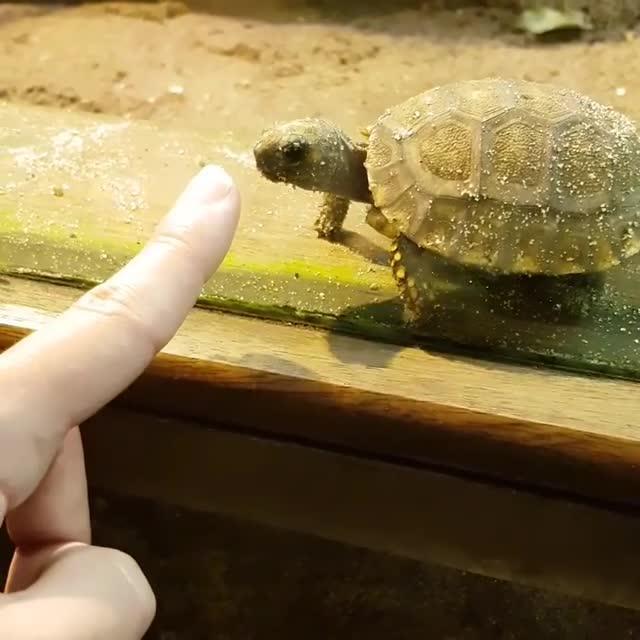 Baby Turtle Attempts to Nibble Finger Through Glass | Jukin Licensing