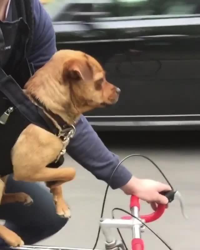 Puppy Pretends to Pedal Bicycle | Jukin Media Inc