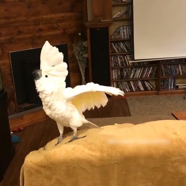 Cockatoo Dances to Celebrate Mess | Jukin Media Inc