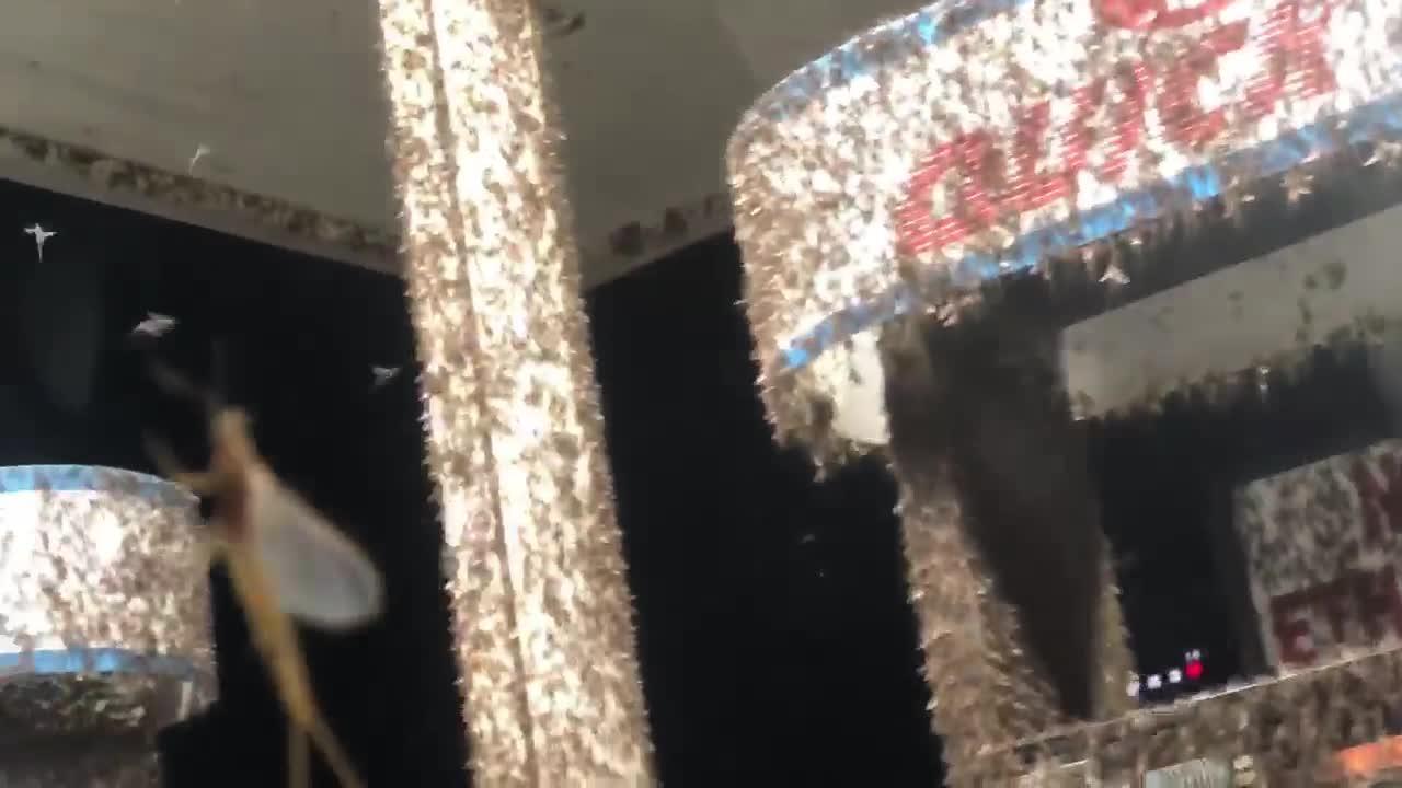 Mayflies Swarm Gas Station | Jukin Licensing