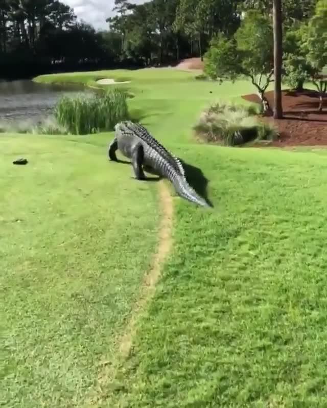 Alligator Strolls Across Golf Course | Jukin Licensing