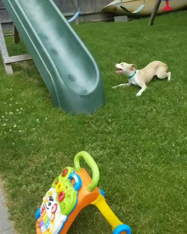 Dog Attempts to Run up Slide | Jukin Licensing