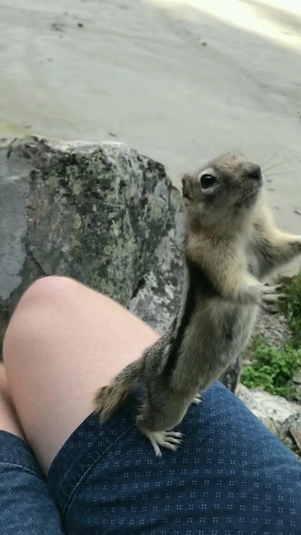 Chipmunk Clamors to Get Food From Human | Jukin Licensing