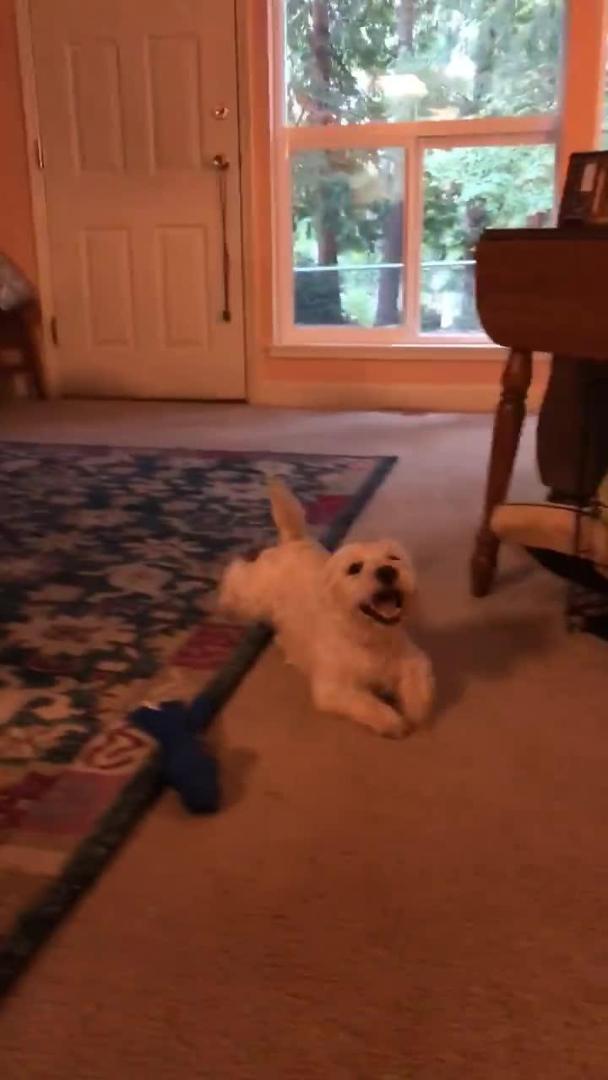 Dogs Hopping Fence | Jukin Media Inc