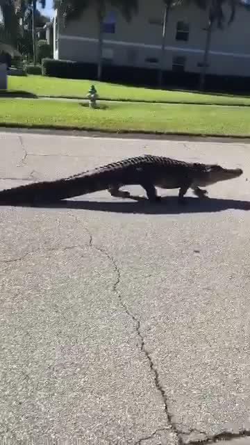 Alligator Takes a Stroll in the Middle of the Road | Jukin Licensing