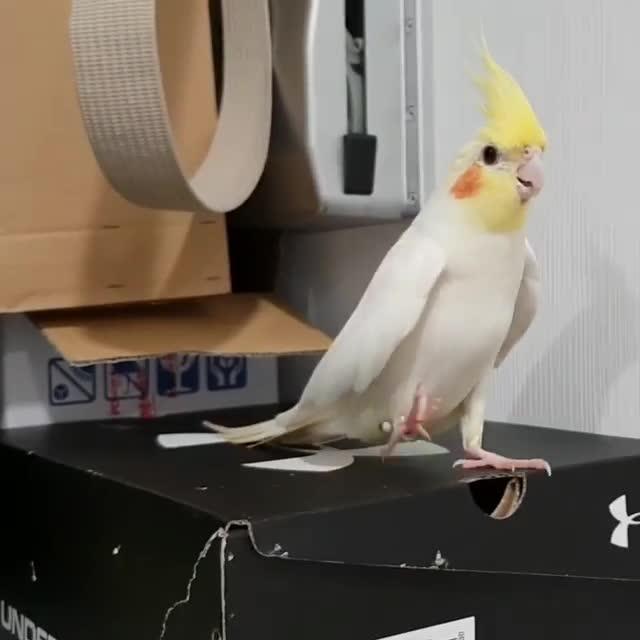 Cockatiel Shows off Tap Dancing Skills | Jukin Media Inc