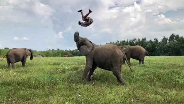 Man Flips in Air With Help of Friendly Elephant | Jukin Licensing