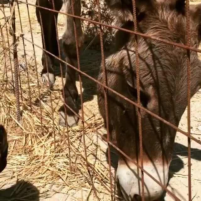 Pet Pug Curious about Donkey | Jukin Media Inc