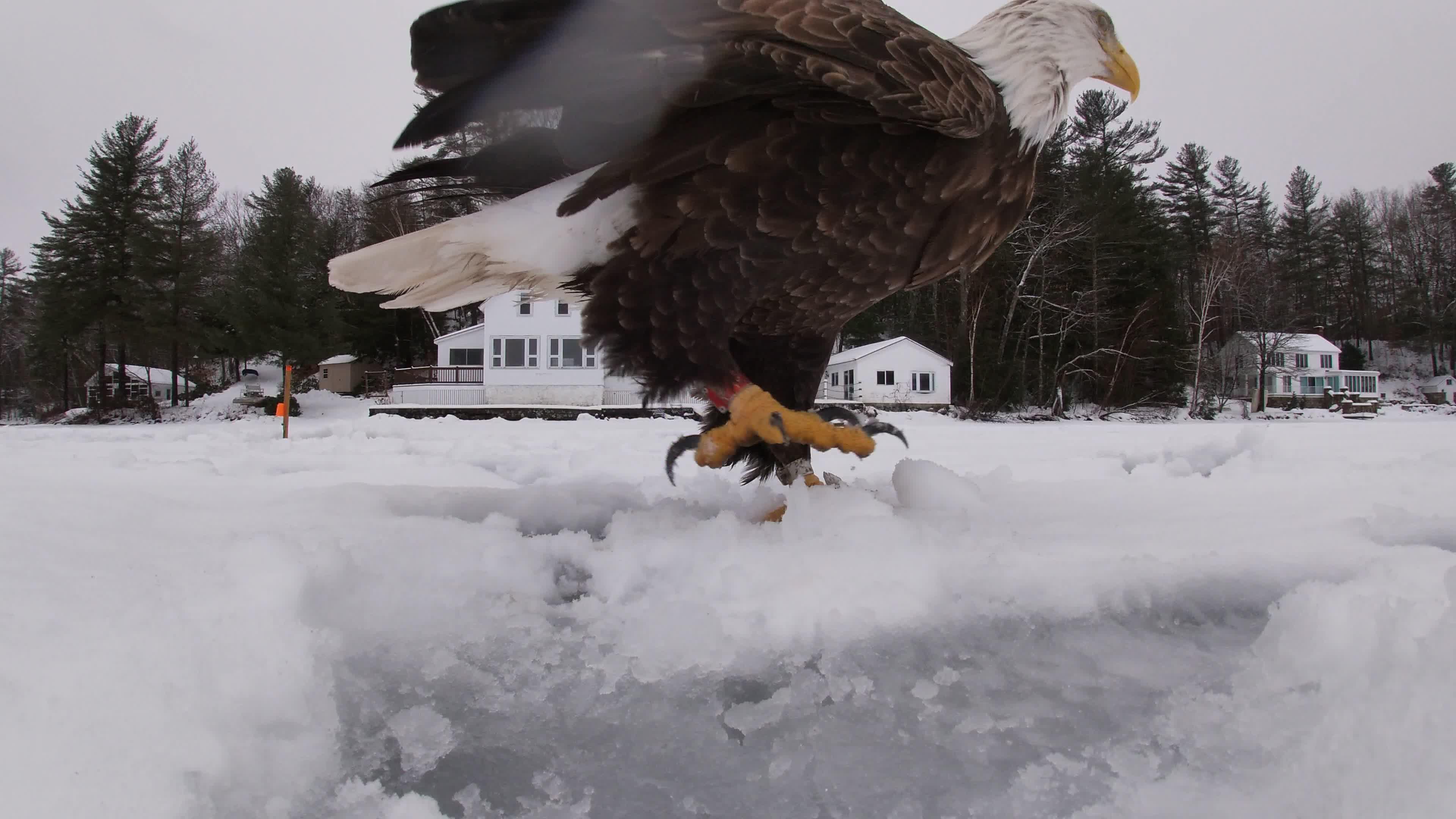 Bald Eagle Caught Stealing Fish | Jukin Licensing