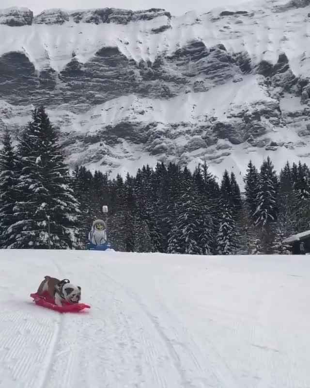 Bulldog Spins on Sled Down Hill | Jukin Media Inc