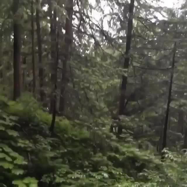 Man Falls Off Log While Hiking | Jukin Licensing