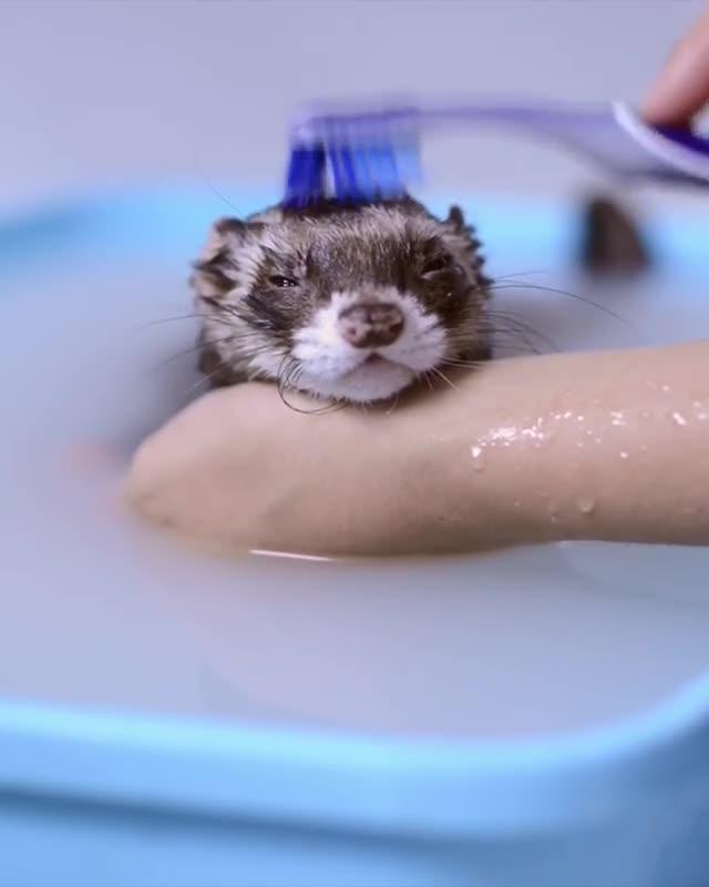 Ferret Gets Head Brushed with Toothbrush in Bath | Jukin Licensing